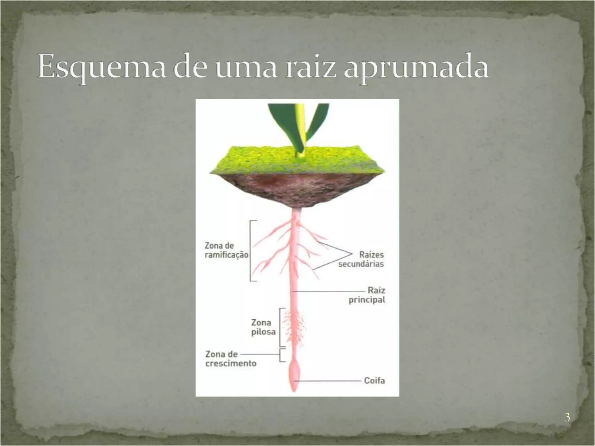 Plantas | PPT