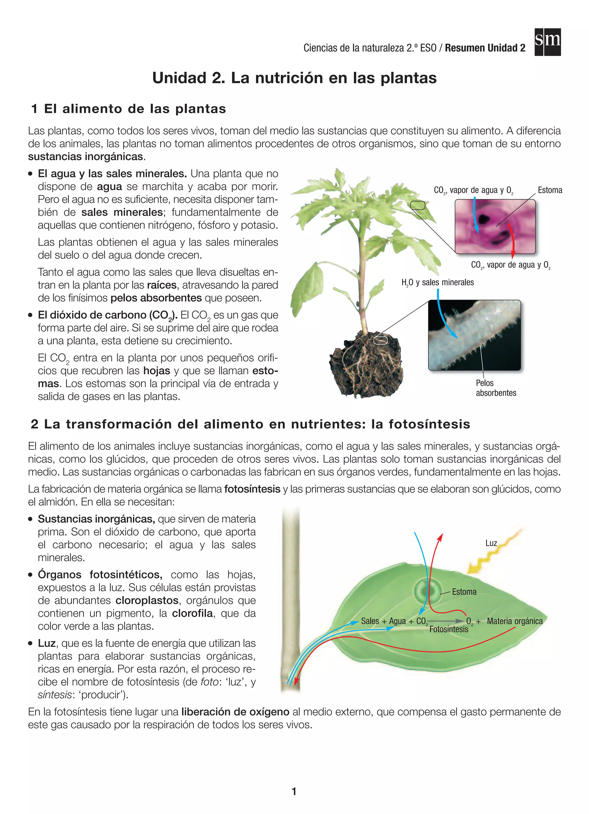 Plantas | PDF