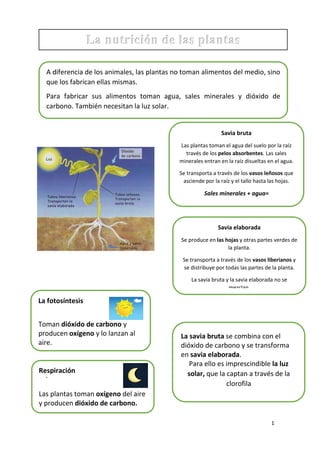 plantas.pdf