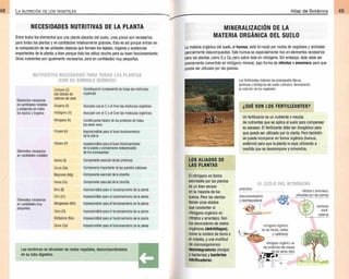 Plantas - Atlas de Botanica. Conociendo mejor a la naturaleza pdf | PDF