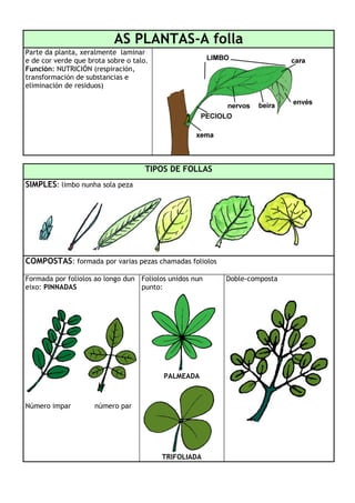 As planta: as follas | PDF