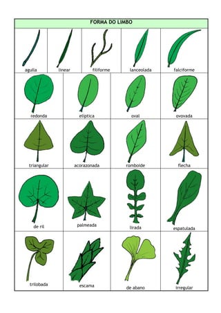As planta: as follas | PDF