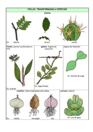 As planta: as follas | PDF