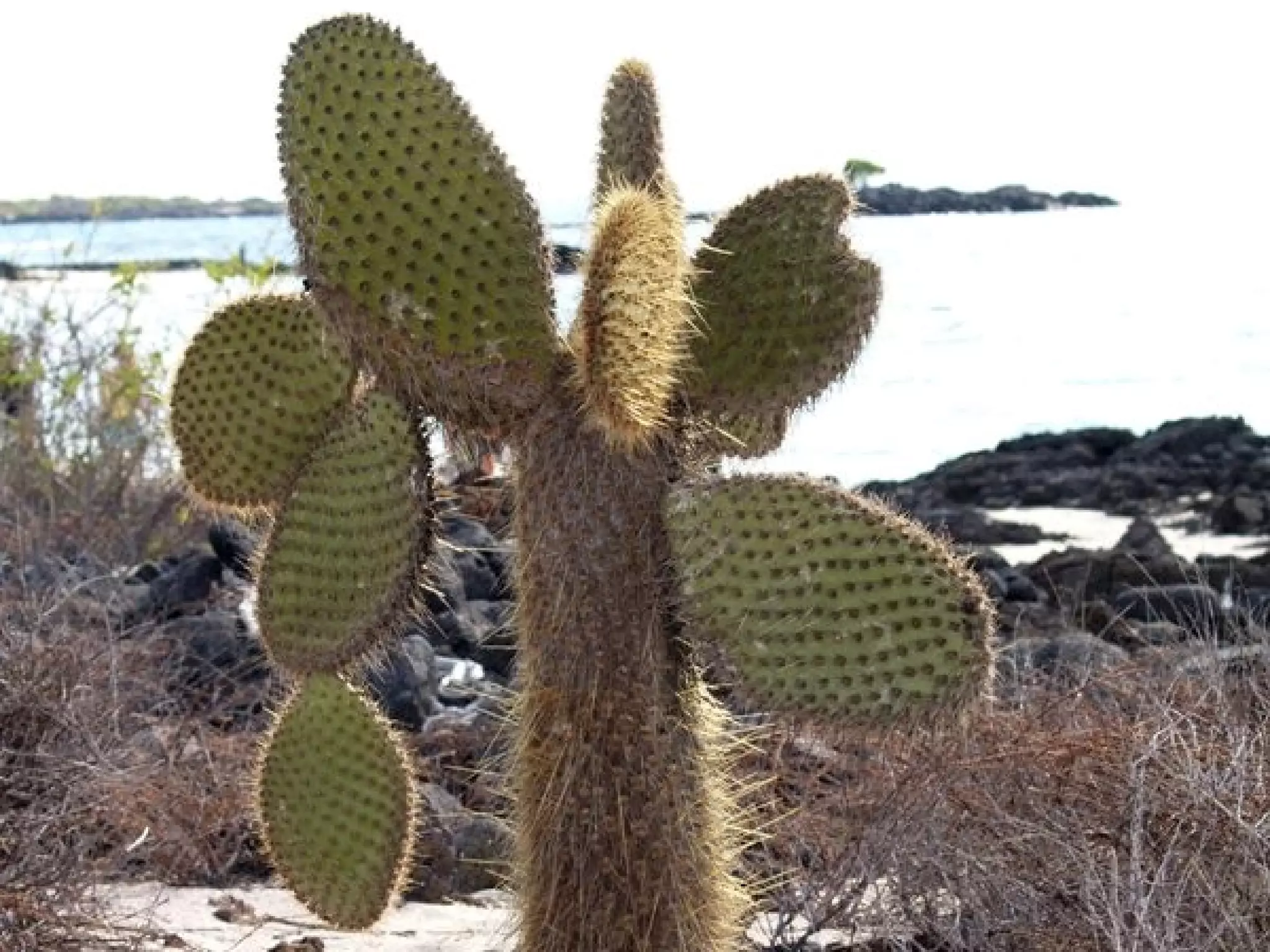 As plantas: follas | PPT