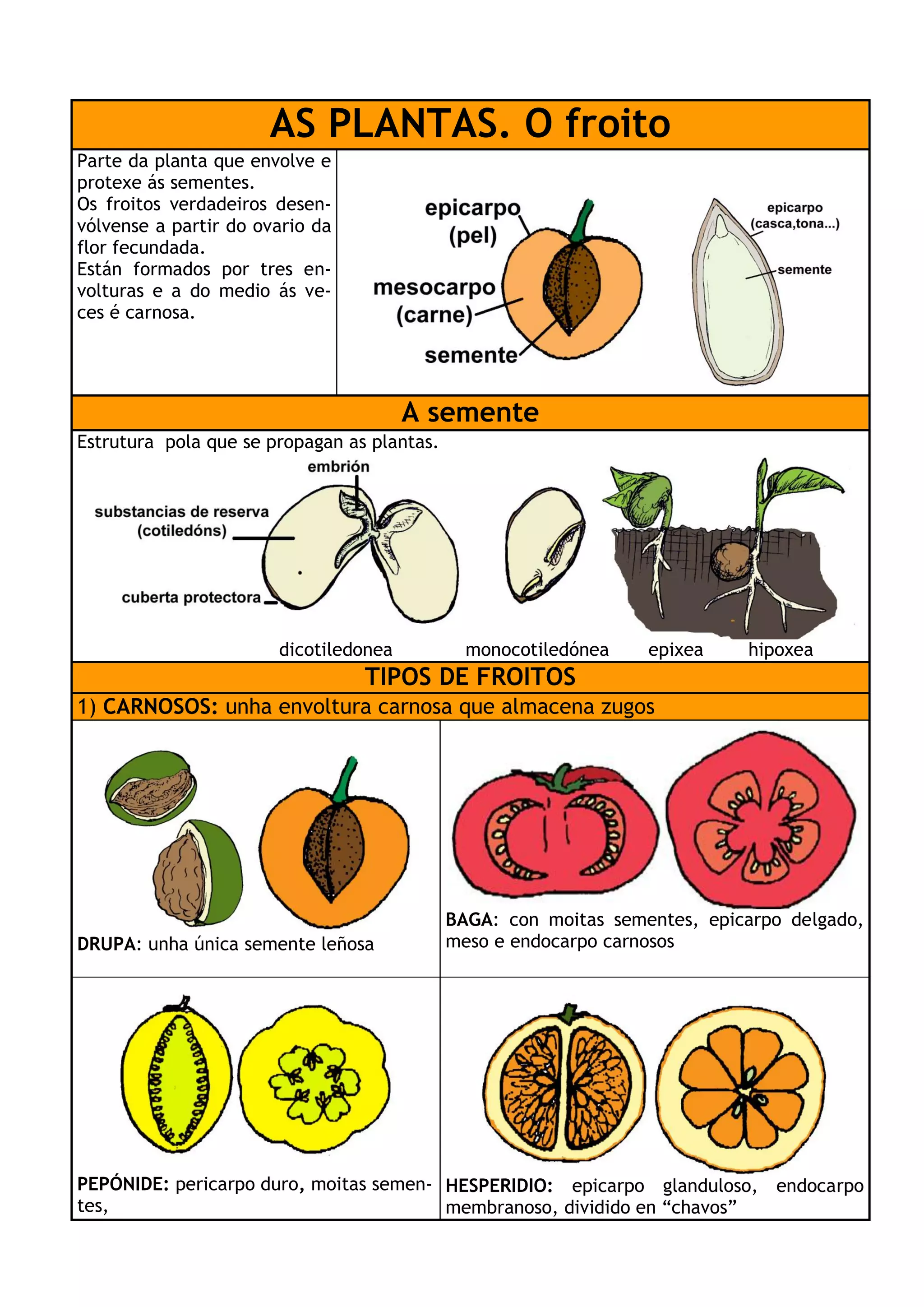 As Plantas: froitos e sementes | PDF