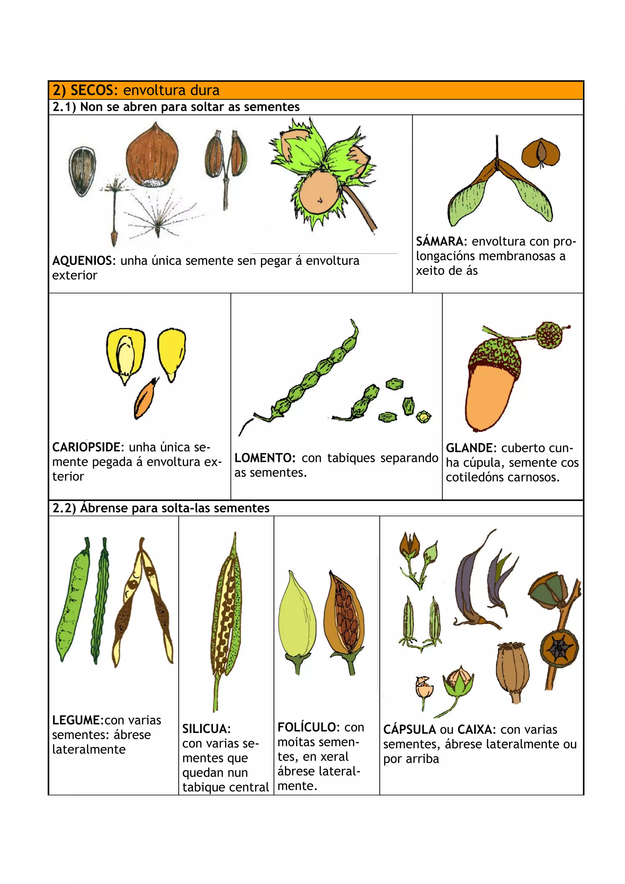 As Plantas: froitos e sementes | PDF