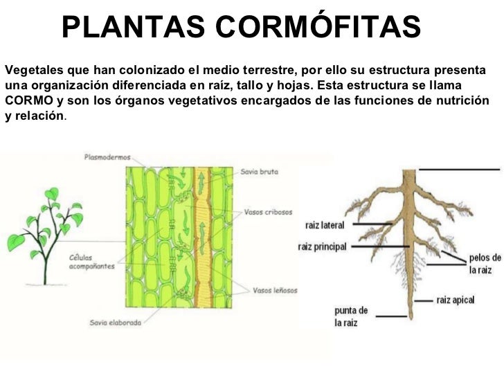 Plantas I jk