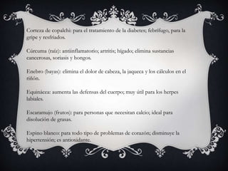Plantas medicinales | PPTX
