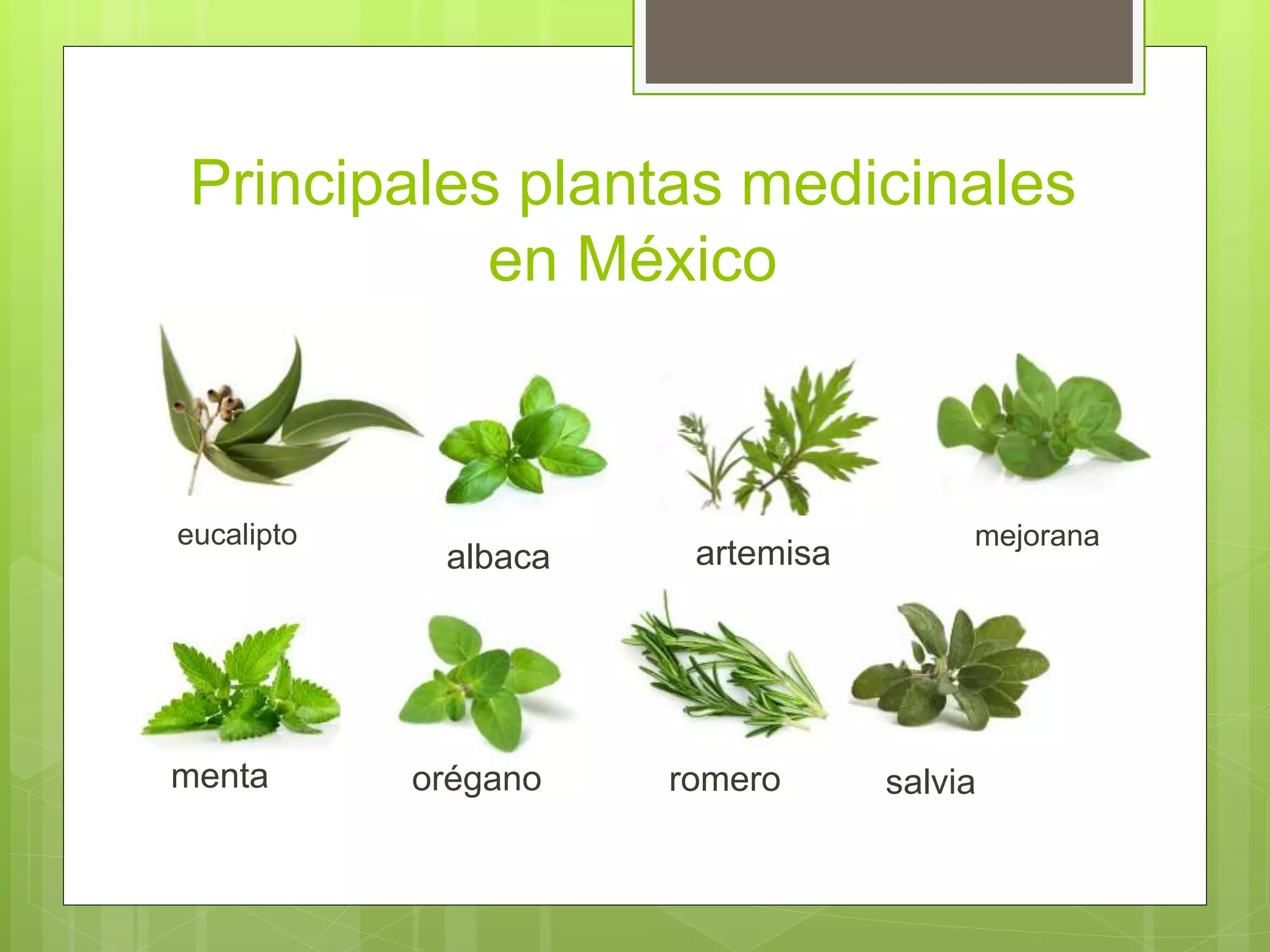 Plantas medicinales-en-mexico-presentacion-final | PPTX