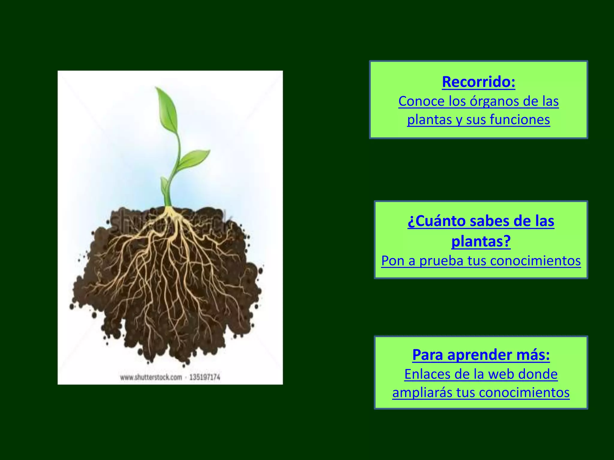 Plantas presentación interactiva | PPT