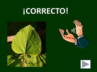 Plantas presentación interactiva | PPSX