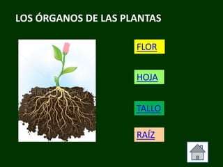 Plantas presentación interactiva | PPSX