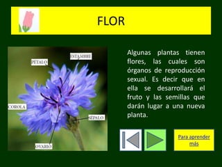 Plantas presentación interactiva | PPSX
