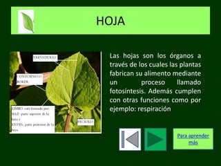 Plantas presentación interactiva | PPSX