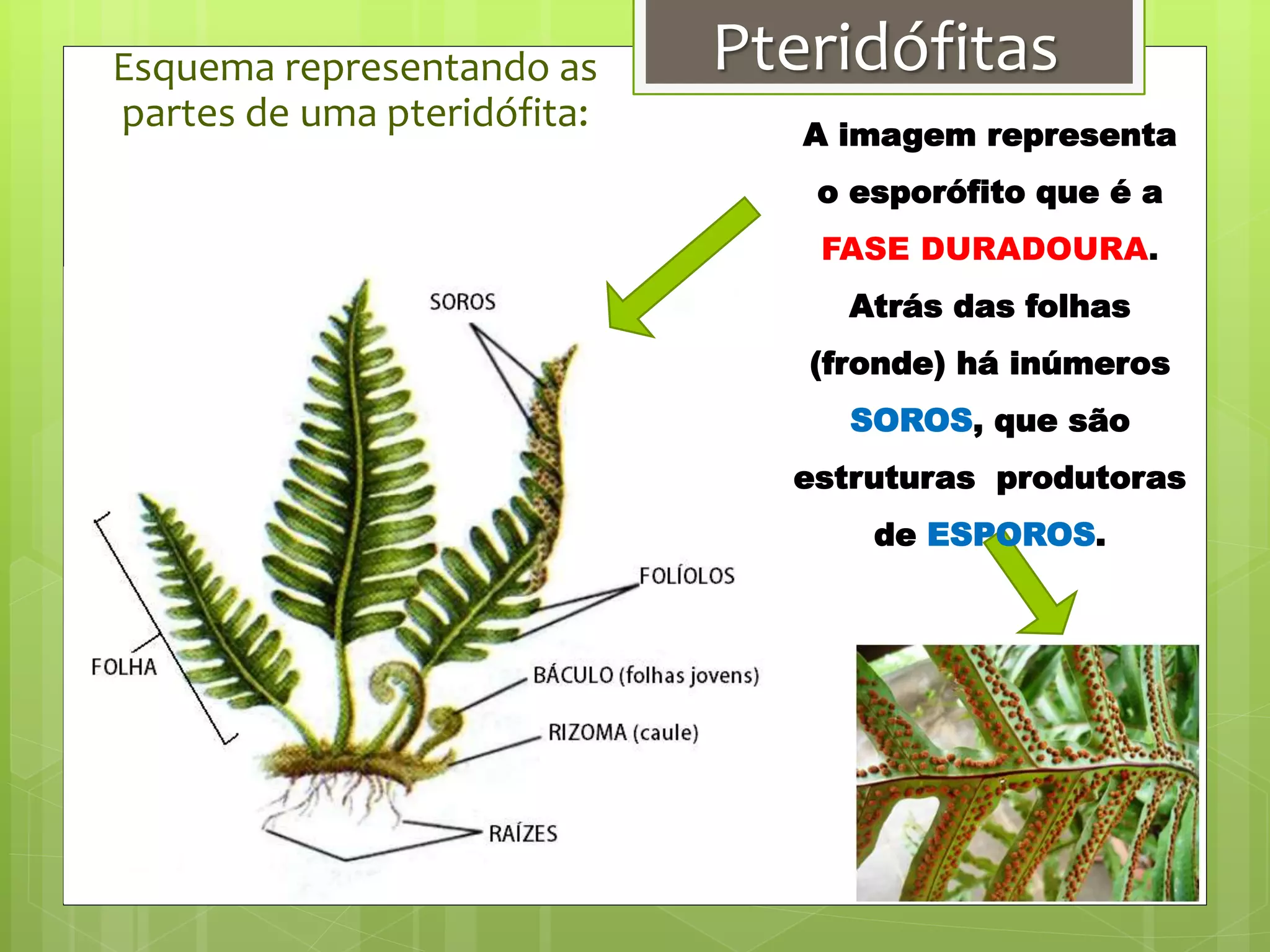 Plantas pteridófitas | PPTX