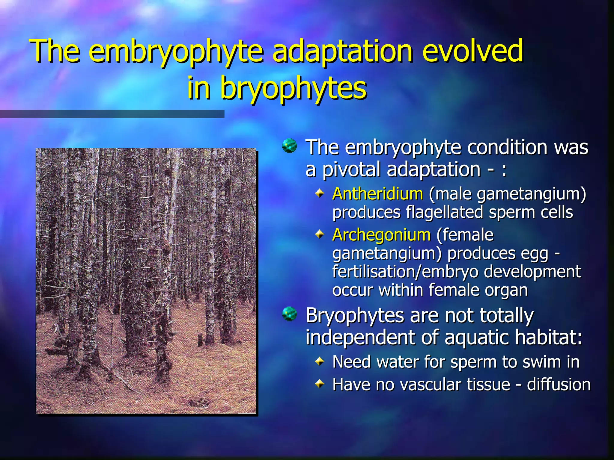 Plantas vasculares primitivas | PPT