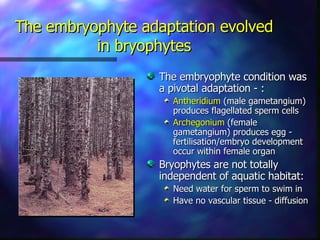 Plantas vasculares primitivas | PPT