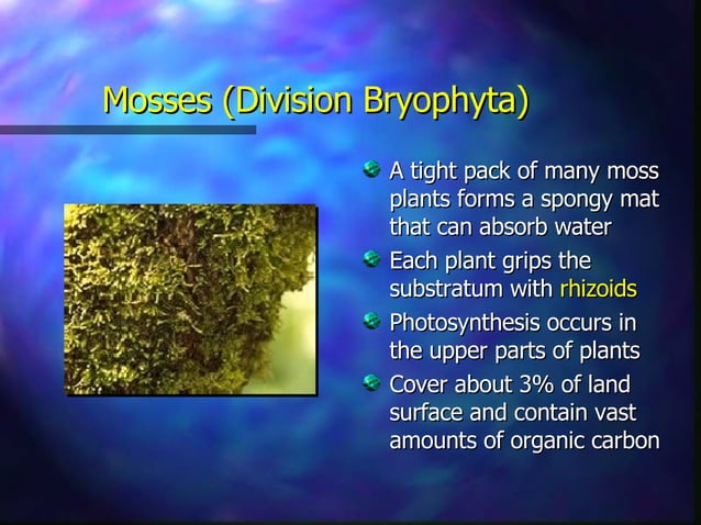 Plantas vasculares primitivas | PPT