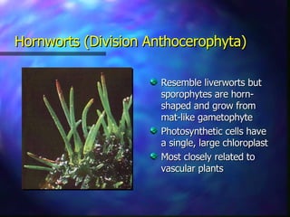 Plantas vasculares primitivas | PPT