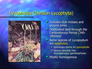 Plantas vasculares primitivas | PPT