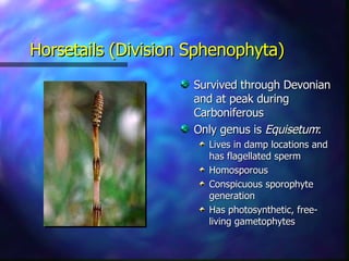 Plantas vasculares primitivas | PPT