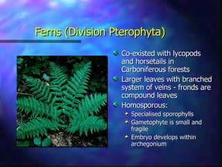 Plantas vasculares primitivas | PPT