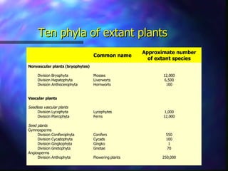 Plantas vasculares primitivas | PPT