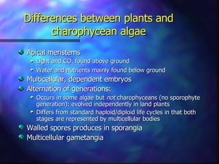 Plantas vasculares primitivas | PPT
