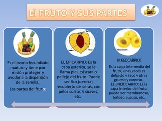 Las plantas y sus partes. | PPTX