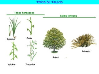 Plantas 1_eso | PPT
