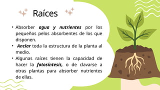 Plantas medicinales nutricionales y alimentarias | PPTX