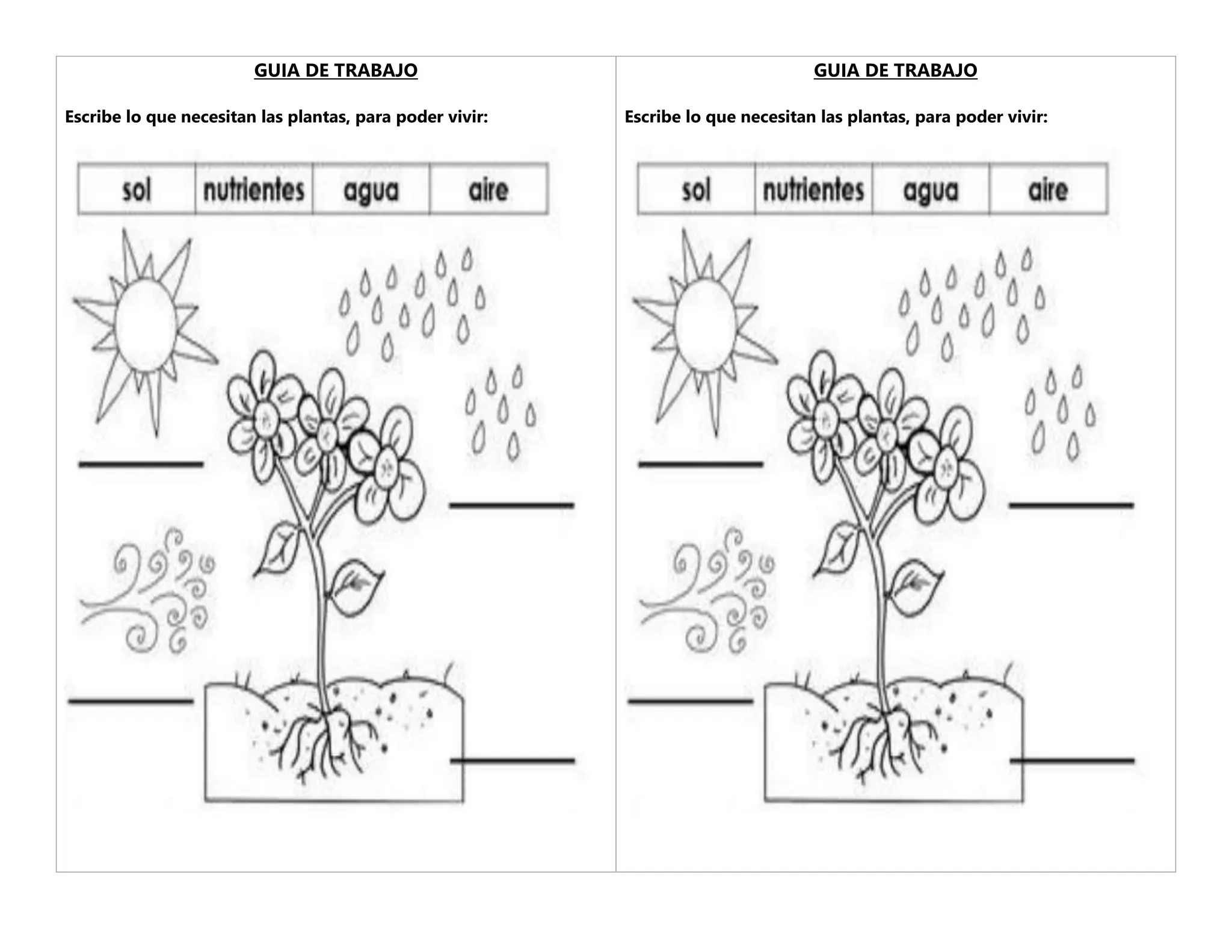guia de trabajo de lo que necesitan las plantas para vivir | PPT