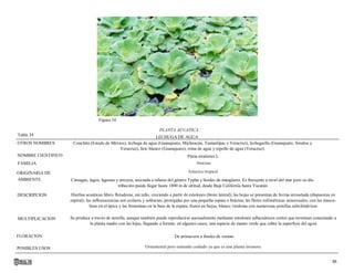 PLANTAS ACUATICAS - 2-ETHEL 27 A 51.pdf