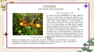 ALBUM DE PLANTAS MEDICIONALES Y AROMATICAS | PPTX