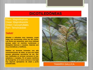 Plantas andaluzas que debes conocer | PPTX