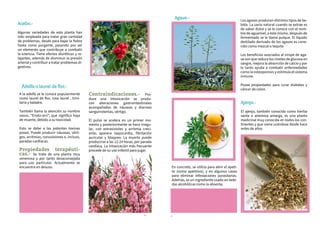 Plantas aromaticas | PDF