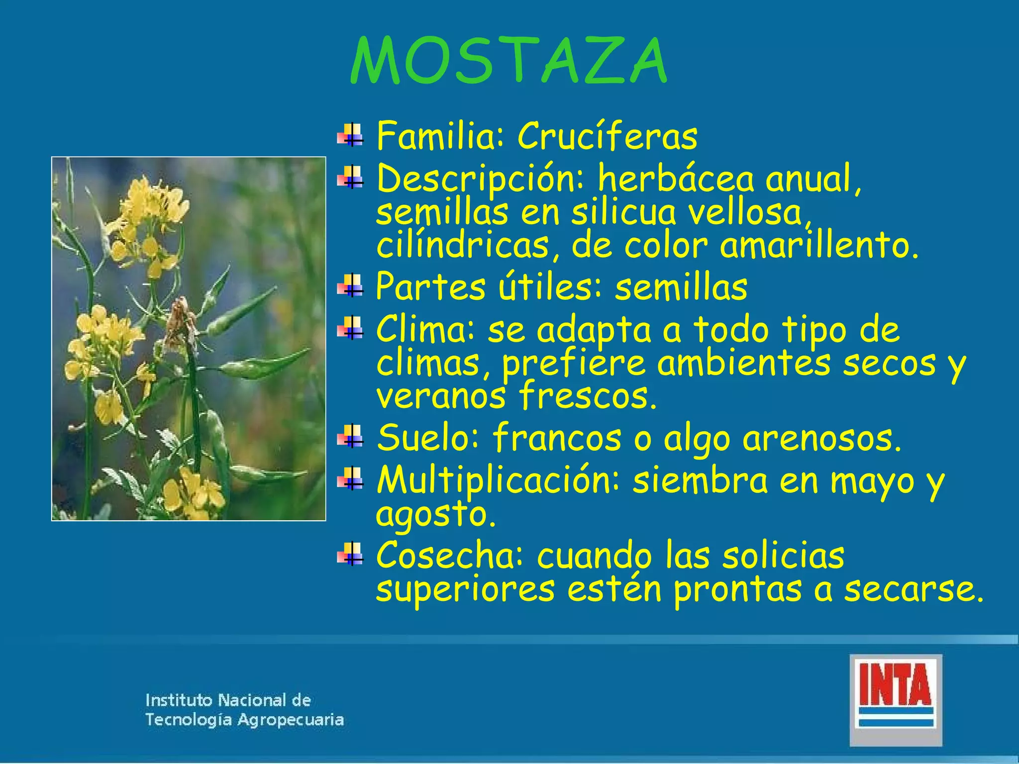 Plantas aromáticas cordoba | PPT