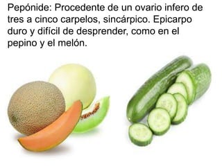 Plantas bloque 6 botanica | PPT