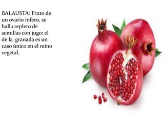 Plantas bloque 6 botanica | PPT
