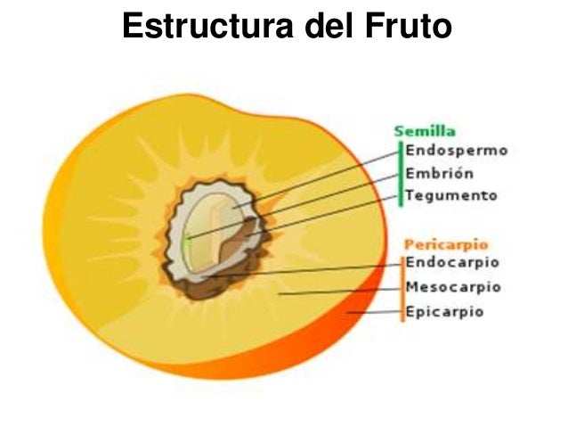 Plantas bloque 6 botanica
