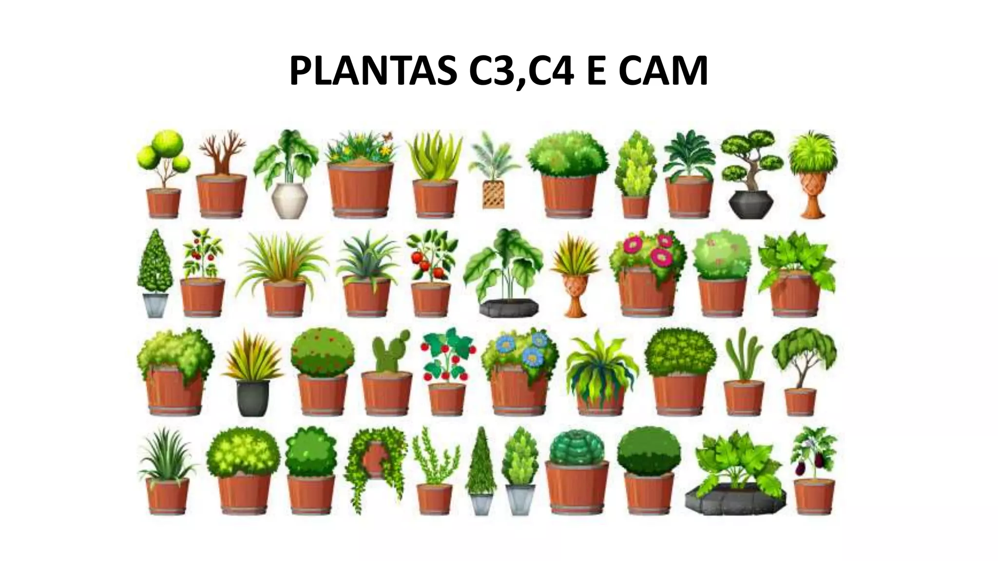 PLANTAS C3 e C4.ppt