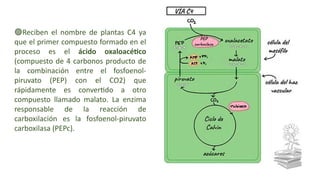 PLANTAS C4 medio ambientales Y AGRONOMICAS . PPTX | PPTX