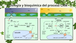Plantas CAM - importancia, funcionamiento. | PPTX