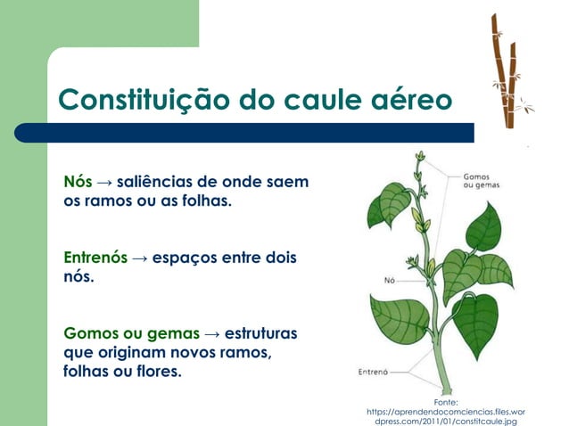 Plantas: Caule | PPT