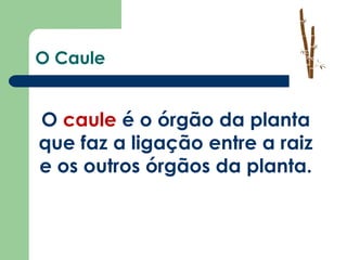 Plantas: Caule | PPTX