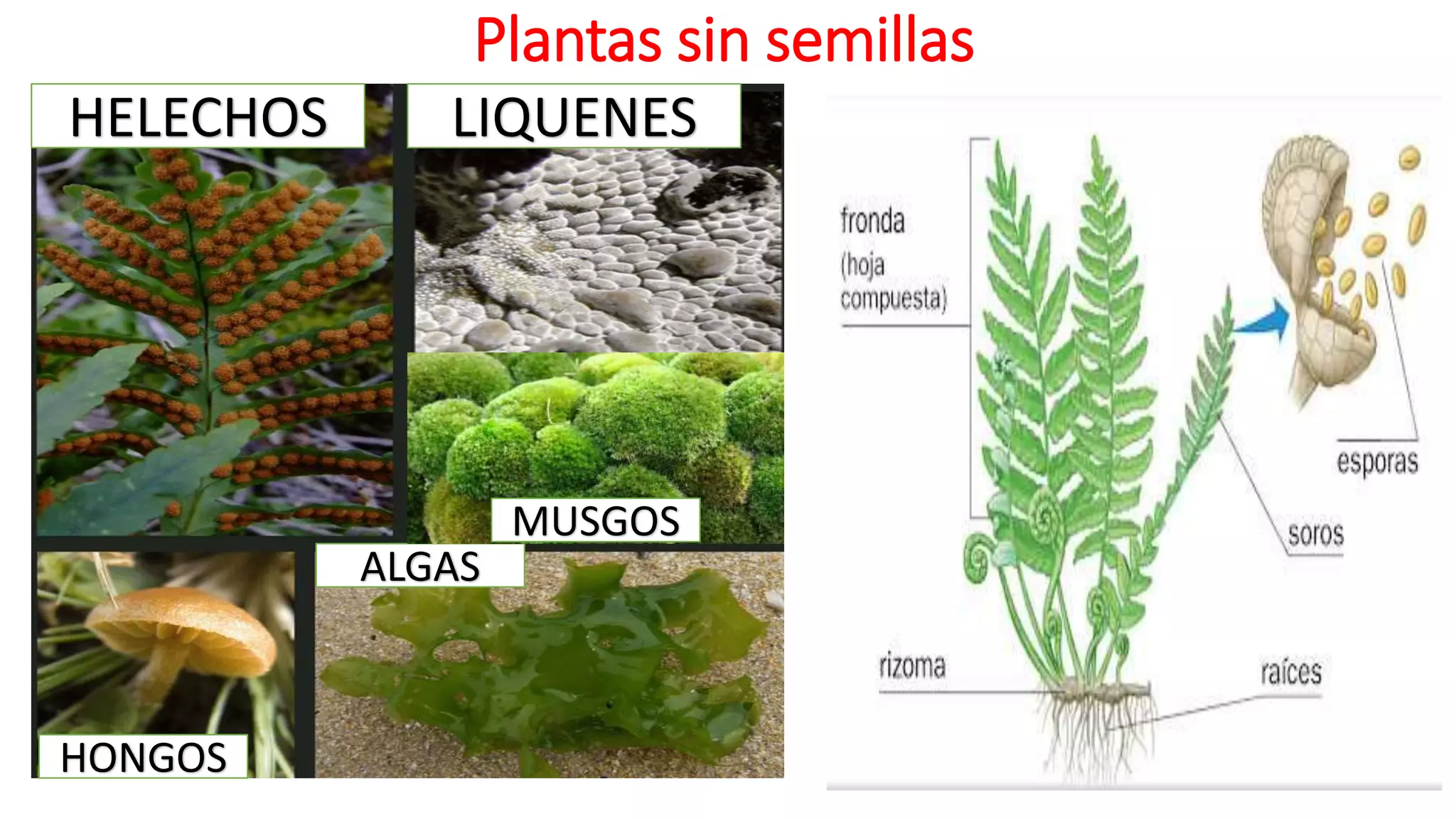 Plantas Con Semilla Y Sin Semillapptx 2435