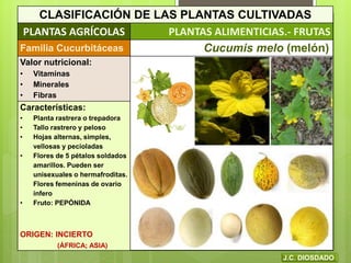 PLANTAS CULTIVADAS: ORIGEN Y CLASIFICACIÓN | PPTX
