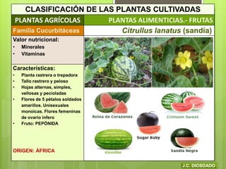 PLANTAS CULTIVADAS: ORIGEN Y CLASIFICACIÓN | PPTX