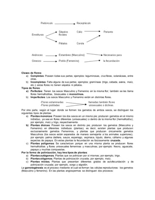 Plantas cultivadas autogamas | DOCX