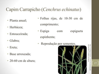 Plantas daninhas no feijão | PPT